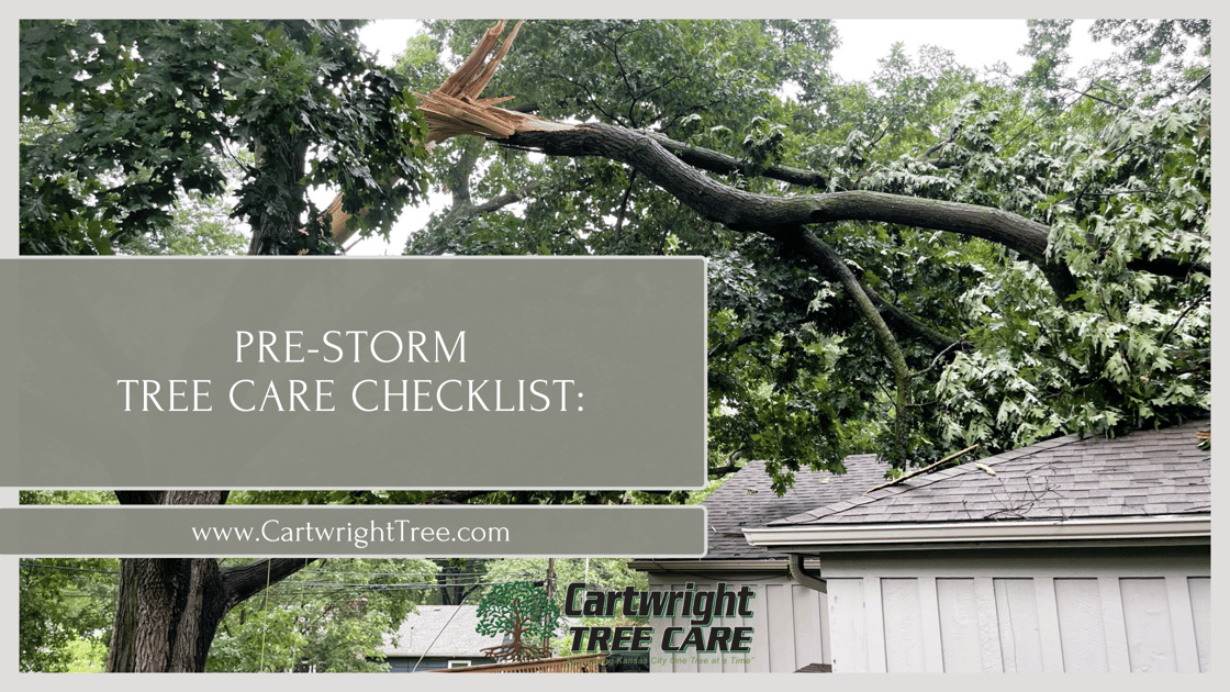 Pre-Storm Tree Care Checklist: